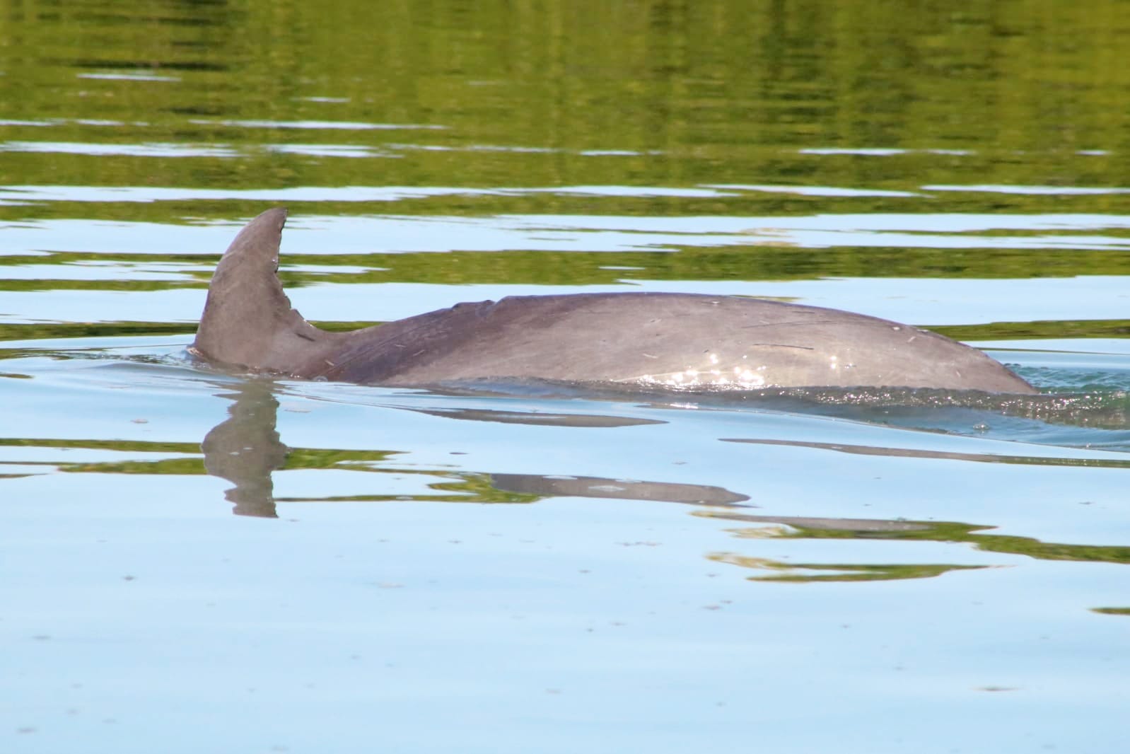 Se reactiva tour de visita al delfín Pechocho en la bahía de ...