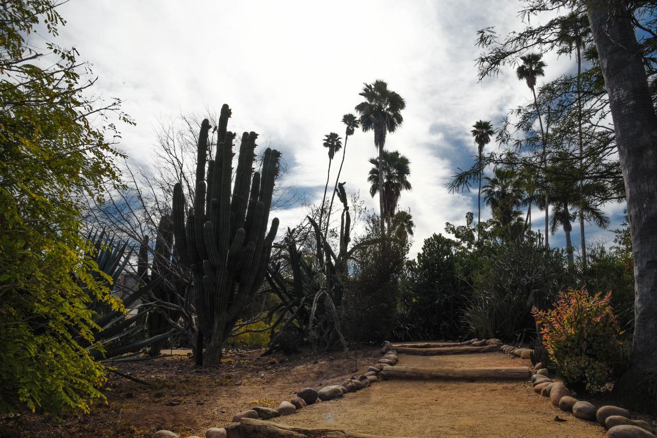 Listo Jardín Etnobotánico del Parque Sinaloa para mostrar la riqueza de ...