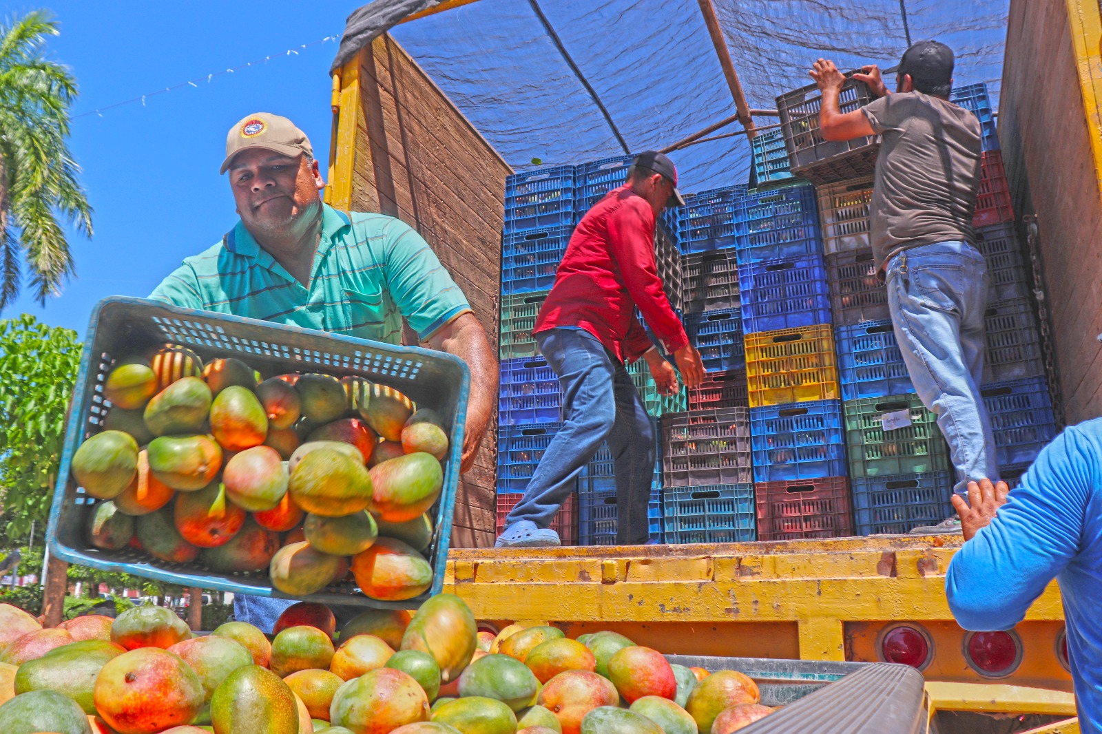 Gobierno de El Fuerte recibe cargamento de 10 toneladas de mango ...